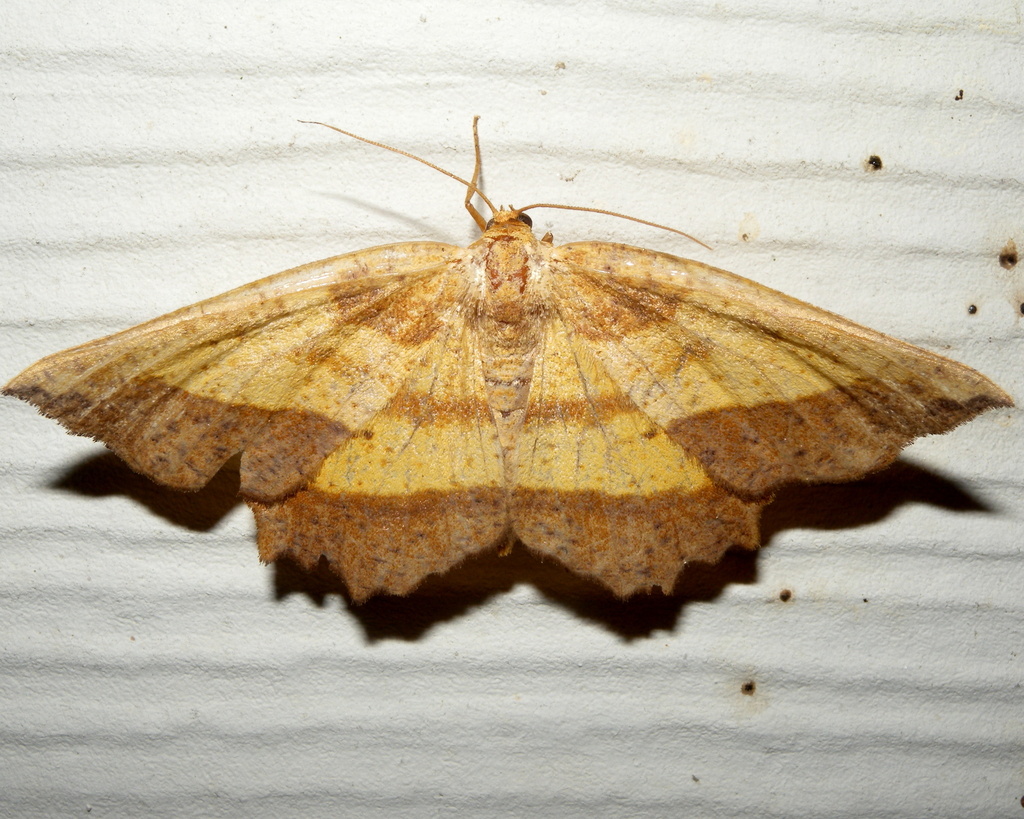 Saw-wing from Long Island, Southold, NY, US on July 1, 2013 at 03:29 AM ...