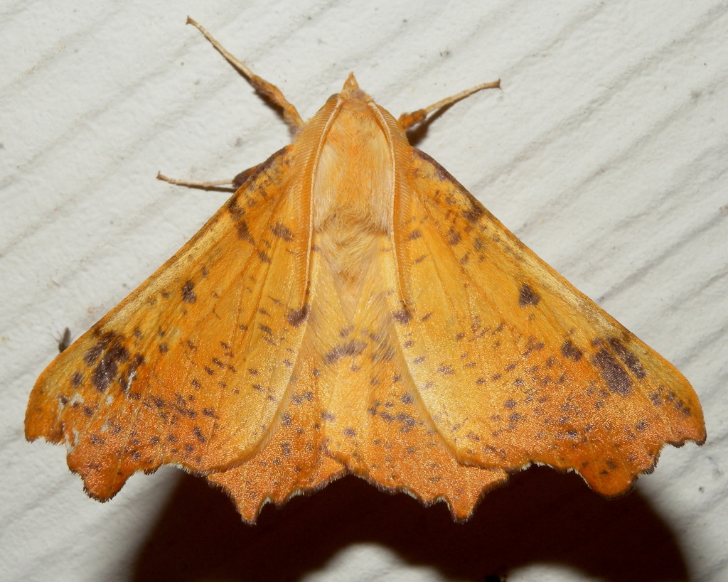 Maple Spanworm Moth from Long Island, Southold, NY, US on September 20 ...