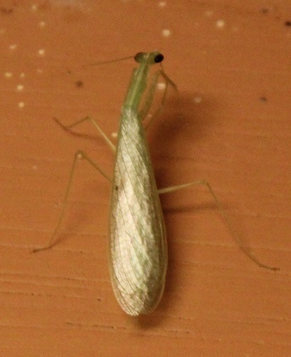 Snake Mantis from Smiths Lake NSW 2428, Australia on January 6, 2024 at ...