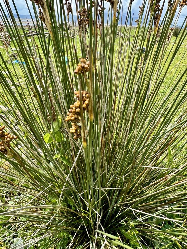 spiny rush from Tijucas, SC, BR on January 6, 2024 at 10:23 AM by ...
