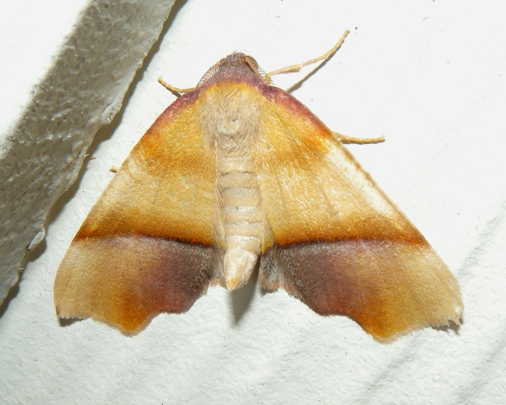 Straight-lined Plagodis Moth from Long Island, Southold, NY, US on ...