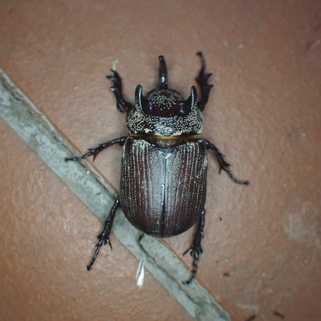 Coelosis bicornis from San Juan, Bolivia on January 4, 2024 at 08:09 PM ...