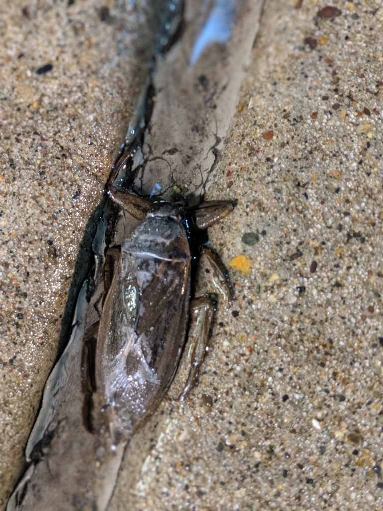 American Giant Water Bug from Roseville, MN 55113, USA on October 5 ...