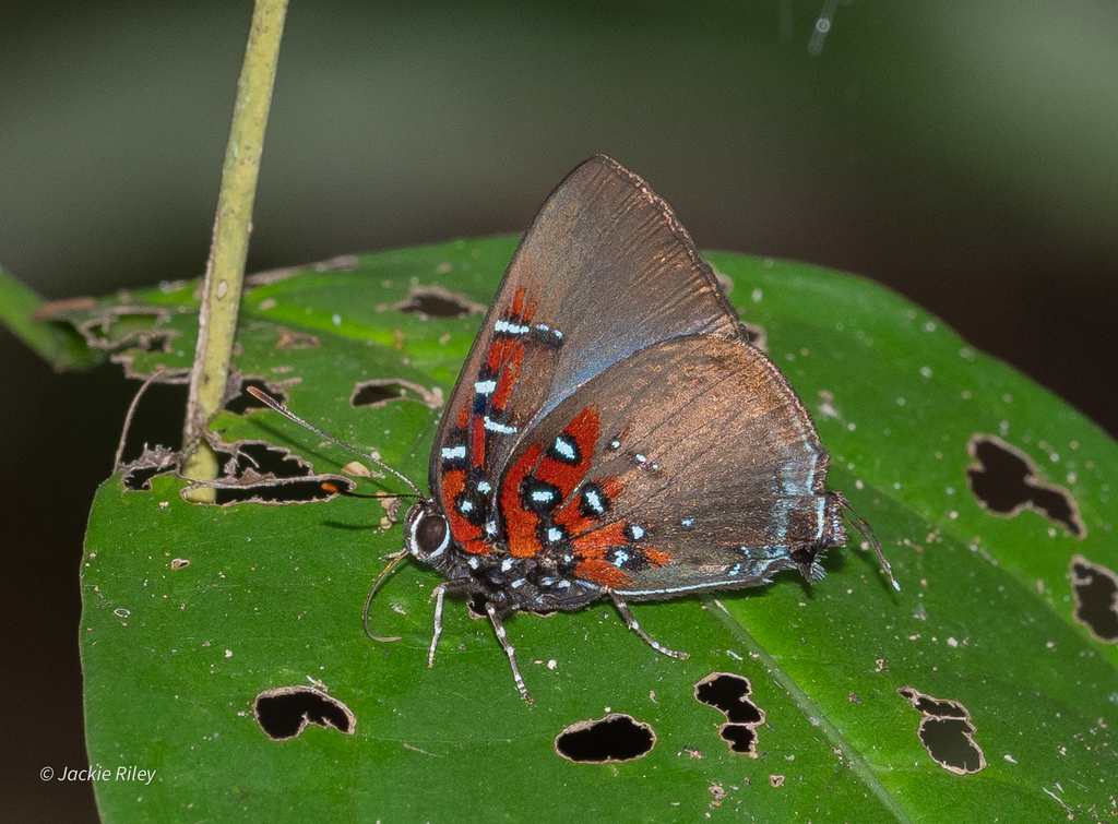 Bright Brangas from ARCC, Lago Soledad, Tambopata, Peru on September 1 ...