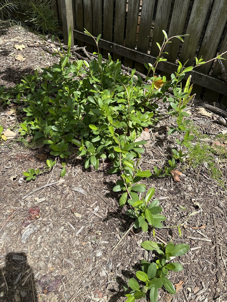 Climbing Guinea flower from North St, Point Vernon, QLD, AU on January 7, 2024 at 10:00 AM by ...