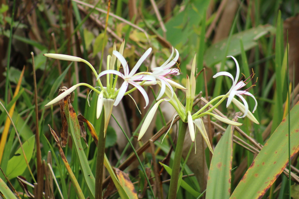 Southern Swamp Crinum from Plantation Preserve Golf Course, Plantation ...