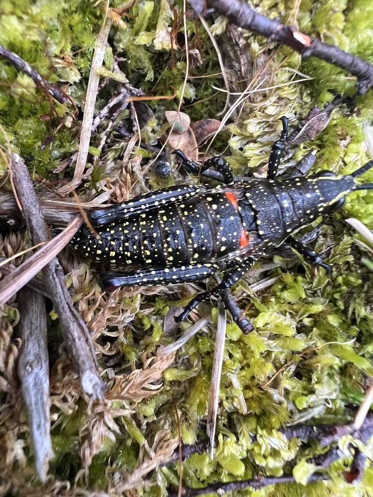 Spotted Mountain-grasshopper from Alpine National Park, Falls Creek ...