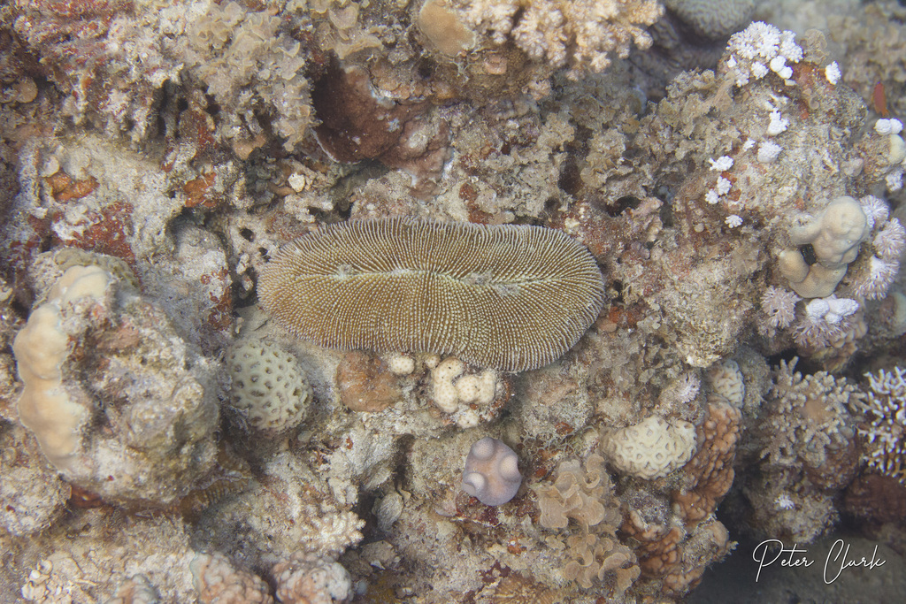 Ctenactis crassa from Sant Katrin, Janub Sina', Egypt on October 2 ...