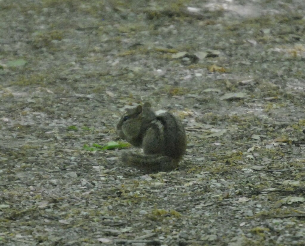 Eastern Chipmunk from Kensington Metropark, MI, USA on May 25, 2023 at ...