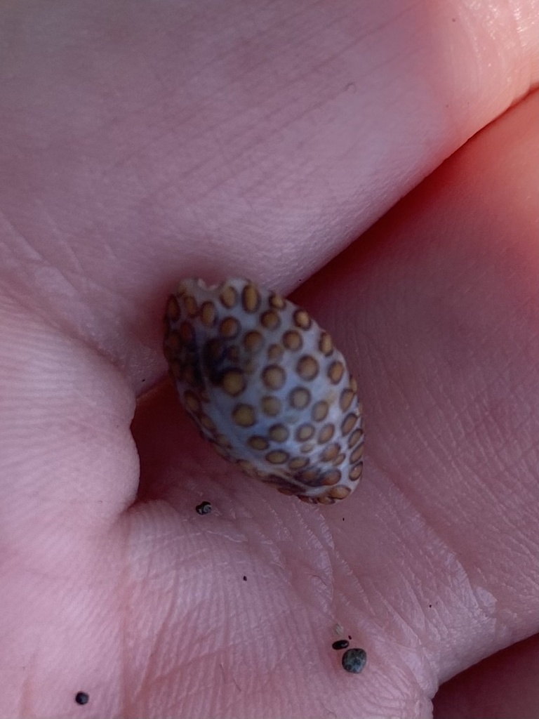 Jenner's cowry from Playa Islita, Nandayure, Guanacaste, CR on January ...