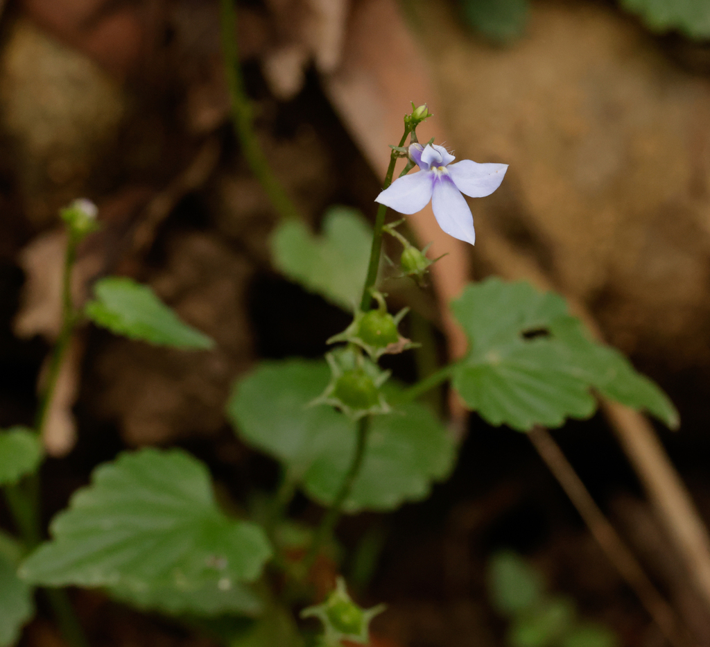 forest lobelia in January 2024 by rivendel · iNaturalist