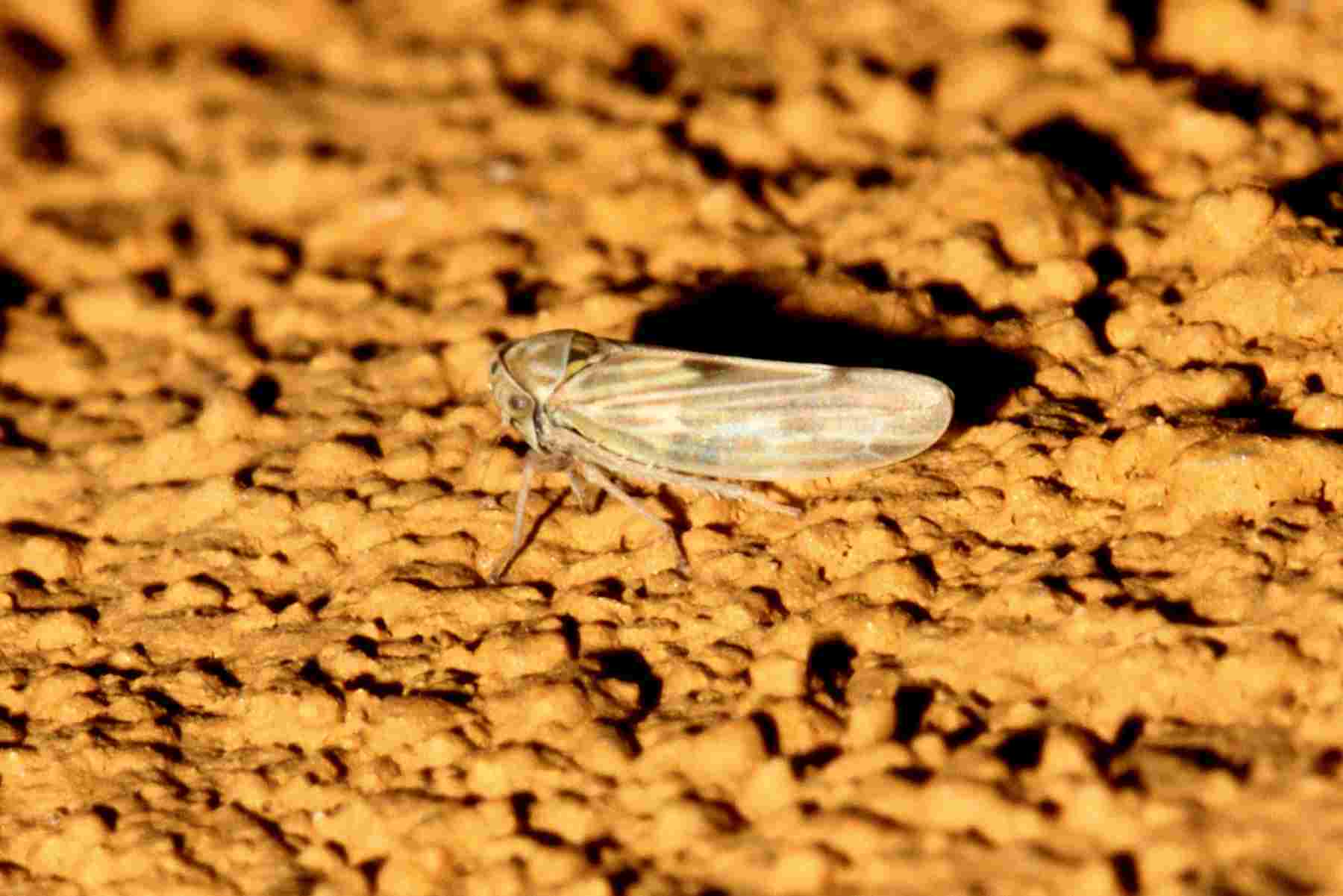 Agallia albidula | Insect Vectors of Plant Disease
