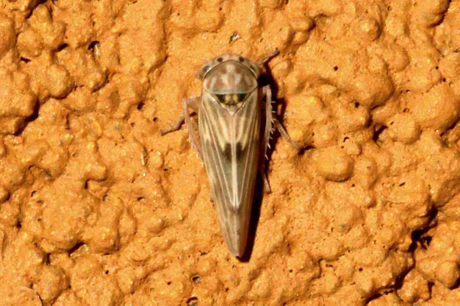 Agallia albidula | Insect Vectors of Plant Disease