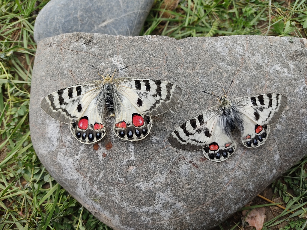 Parnassius charltonius aenigma from Алайский район, Кыргызстан on July ...