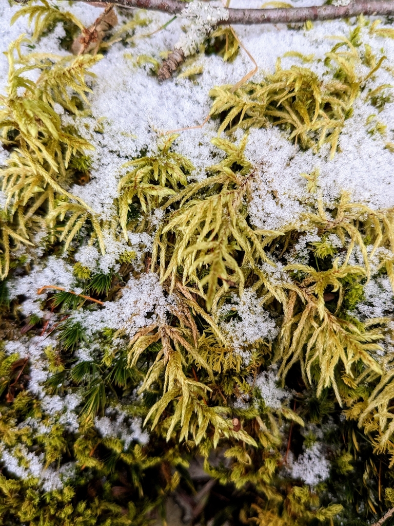 Red-stemmed Feather Moss from Elka Park, NY 12427, USA on January 6 ...