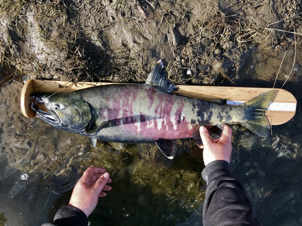 Chum Salmon (Oncorhynchus keta) - Marine Life Identification