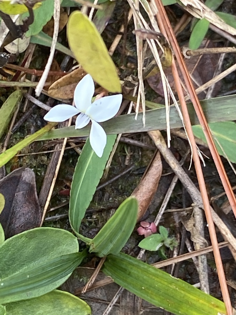 white bog violet from Mims, FL, US on January 6, 2024 at 03:40 PM by ...