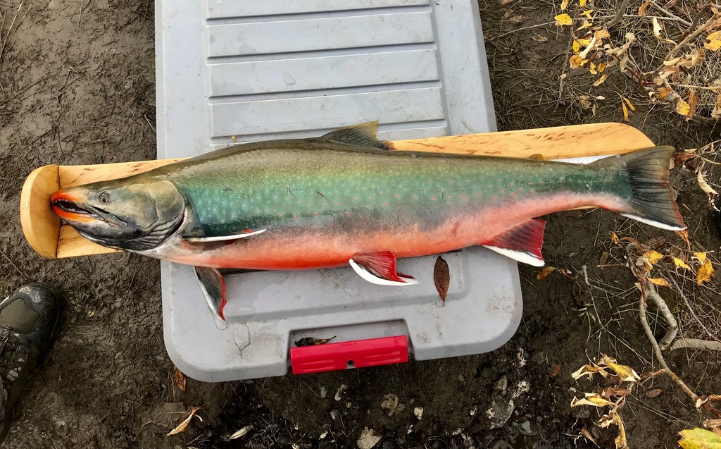Salmons and Trouts (Salmoninae) - Marine Life Identification