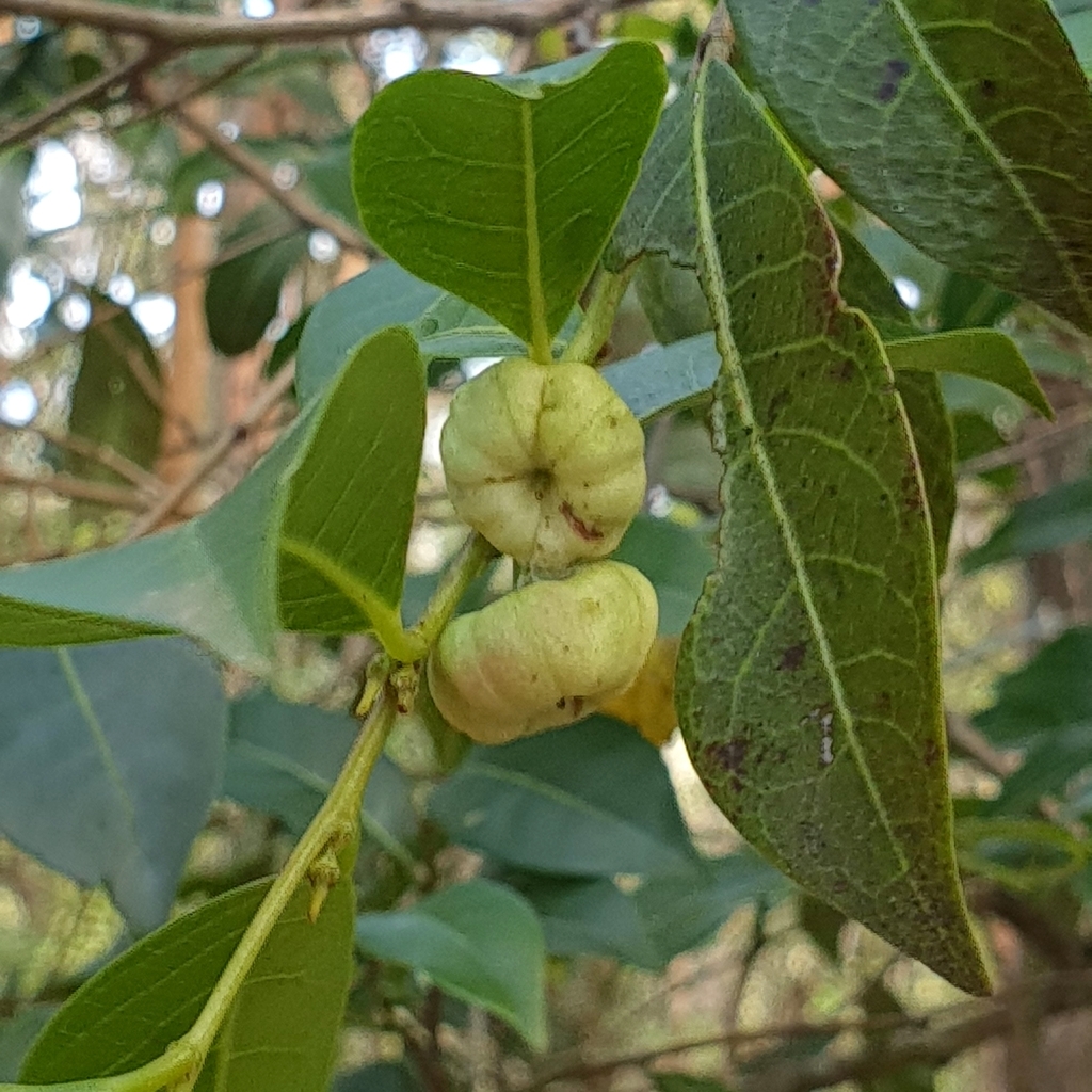 Cheese Tree from Holgate NSW 2250, Australia on January 6, 2024 at 03: ...