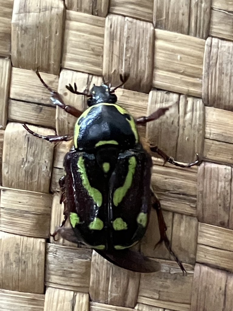 Chlorobapta frontalis in January 2024 by brooks70 · iNaturalist