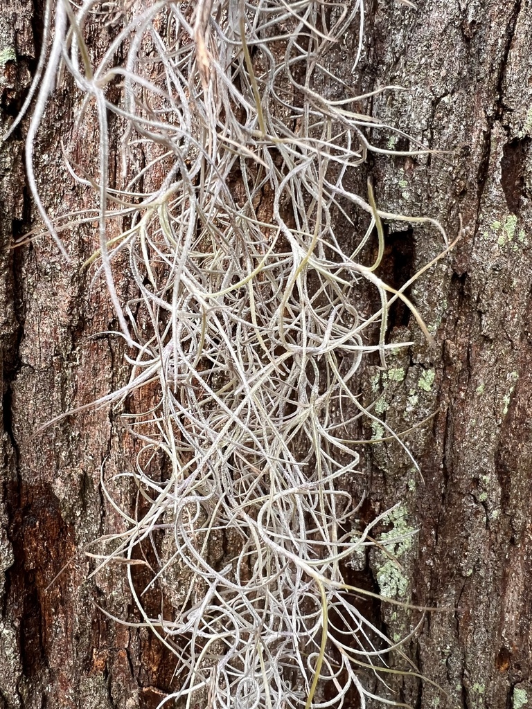 Spanish moss from University of Florida, Gainesville, FL, US on January ...