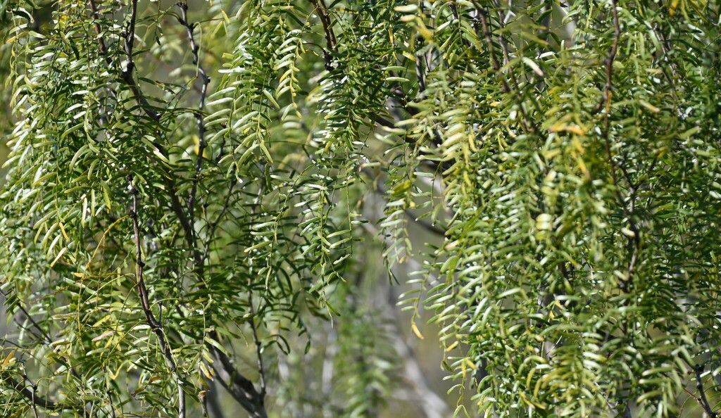 honey mesquite from South Side, Corpus Christi, TX, USA on January 6 ...
