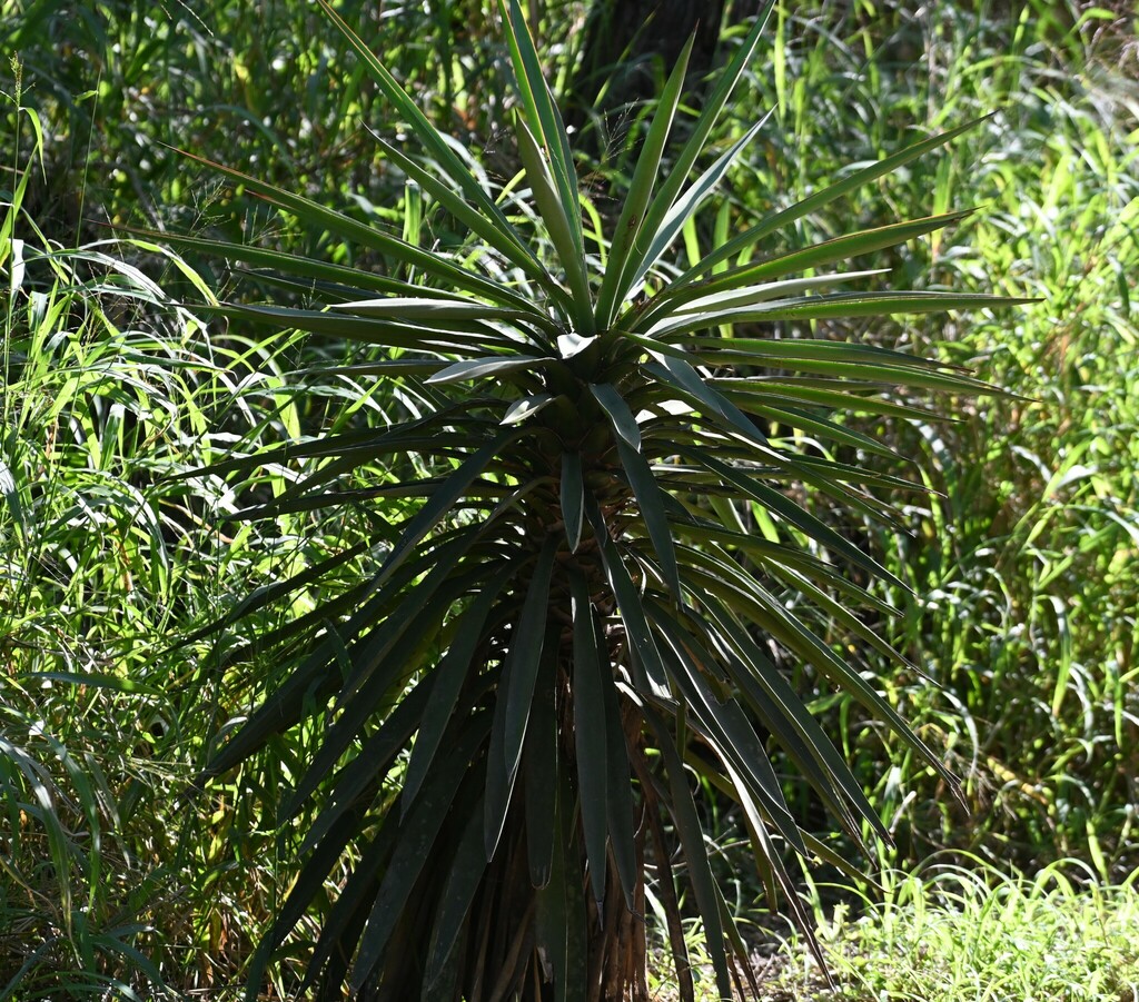 Spanish dagger from South Side, Corpus Christi, TX, USA on January 6 ...