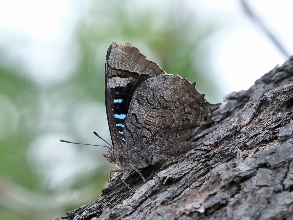 Ogyris genoveva gela in January 2024 by gggpellas. The only ogyris ...