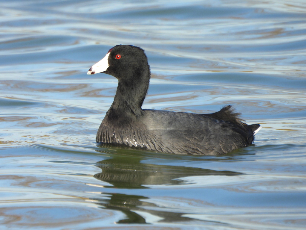 American Coot from Texas City, TX, USA on January 6, 2024 at 05:23 PM ...