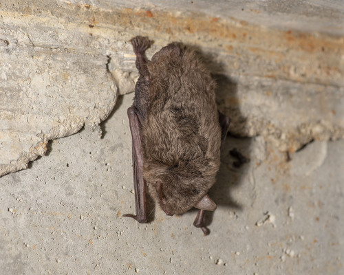 2024 Bat Survey/Culvert Blitz · iNaturalist Mexico