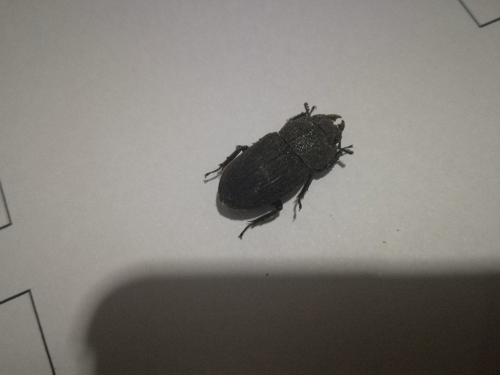 Lucaninae from Polgahawela, LK-KG, LK on April 10, 2019 at 01:30 AM by ...