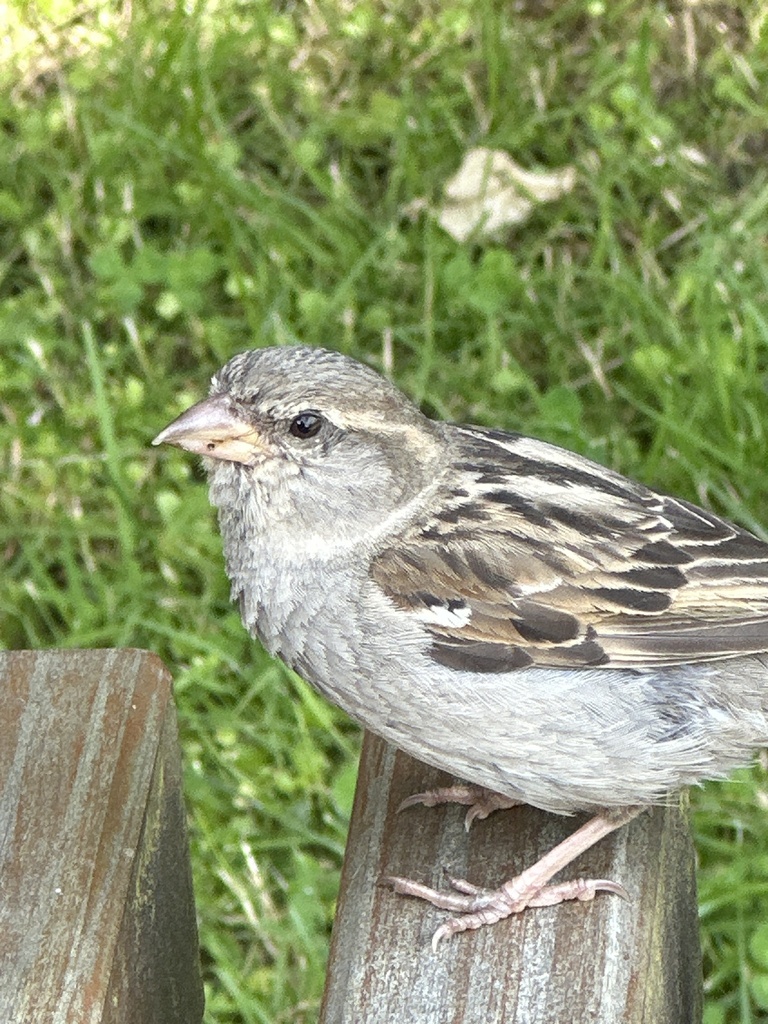 House Sparrow from Woodhaugh Gardens, Dunedin, Otago, NZ on January 7 ...