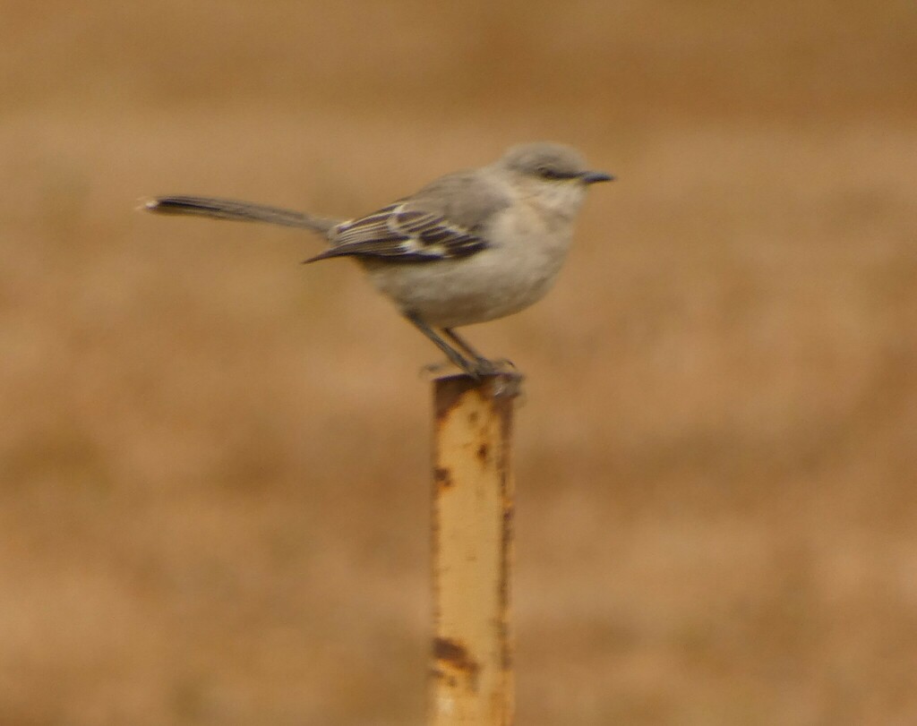 Northern Mockingbird from Mountain Brook, AL 35243, USA on January 6 ...