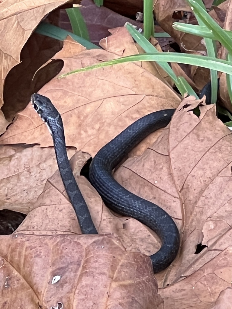 Southern Black Racer from N Meadowview Cir, Tampa, FL, US on January 6 ...