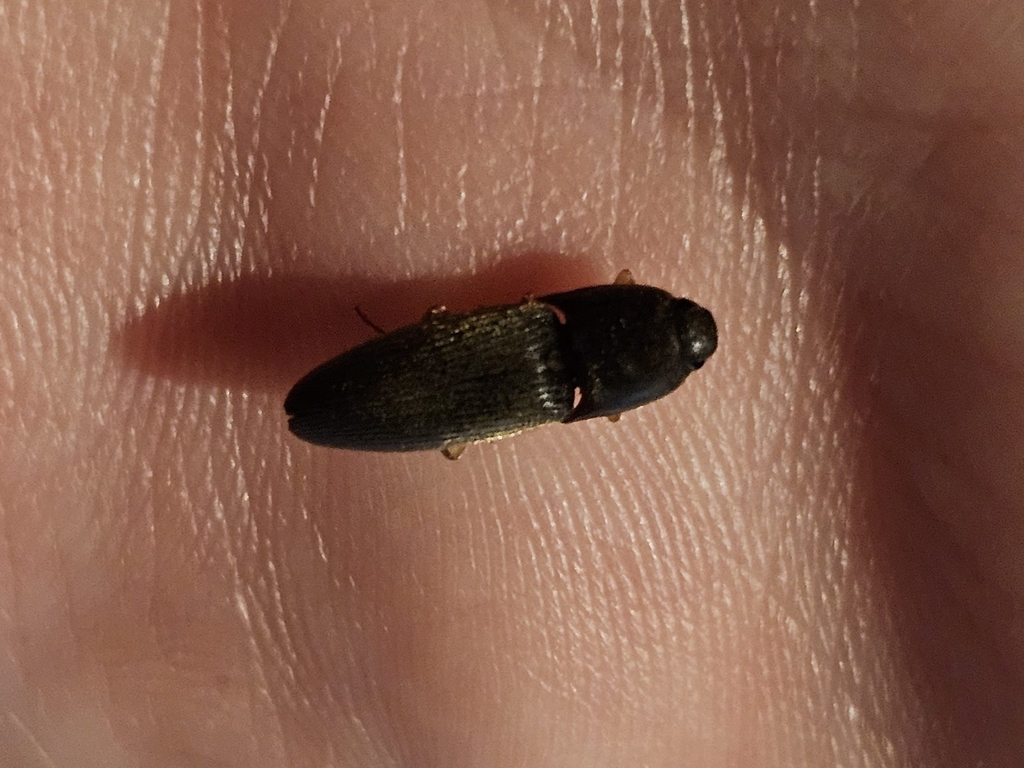 Pasture Wireworm from Salt Ash Public School, Cecilia Cl, Salt Ash NSW ...