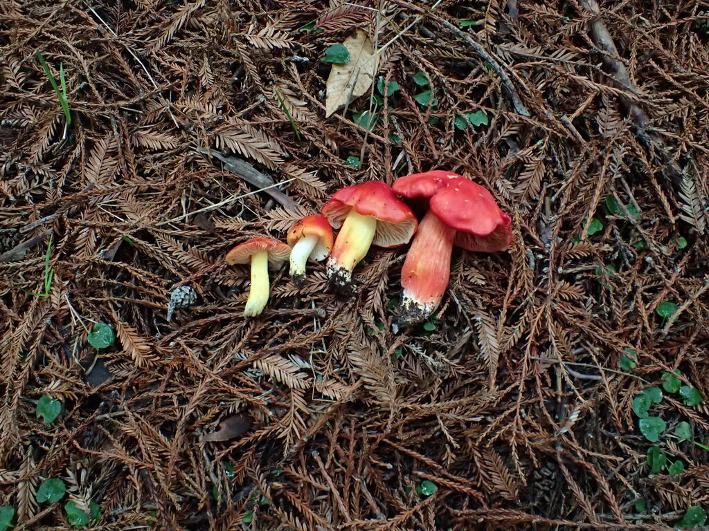 Cherry-Red Waxy Cap from Marin County, CA, USA on January 06, 2024 at ...