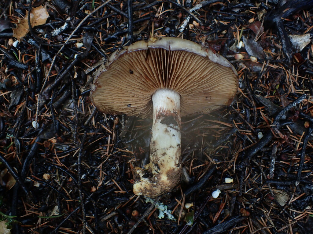 Cortinarius corpulentus from Marin County, CA, USA on January 06, 2024 ...