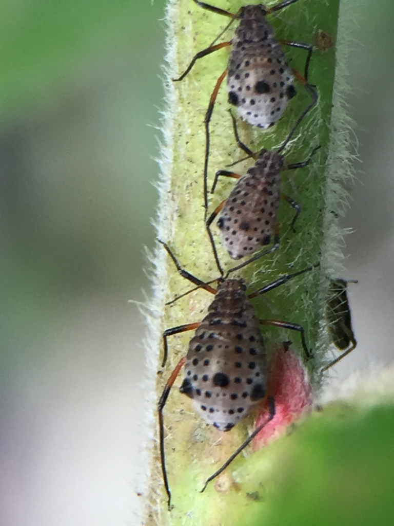 Giant Willow Aphid from Auckland, New Zealand on January 7, 2024 at 11: ...