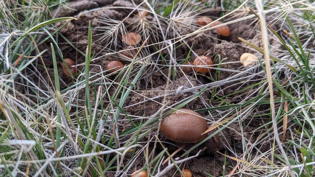 Deconica in December 2023 by Shaun M. McCoshum · iNaturalist