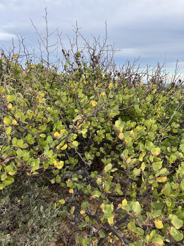 Southern Elephant Tree from Los Cabos, B.C.S., MX on January 6, 2024 at ...