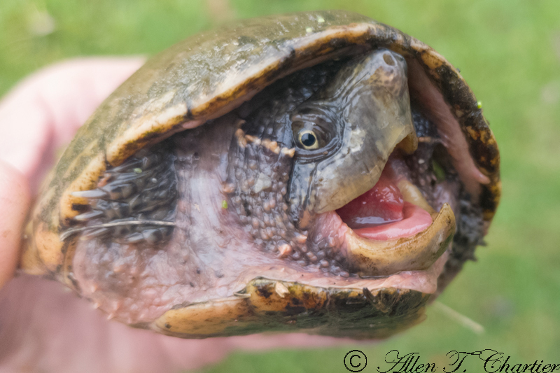 Eastern Musk Turtle from Harrison Twp, MI, USA on October 27, 2023 at ...