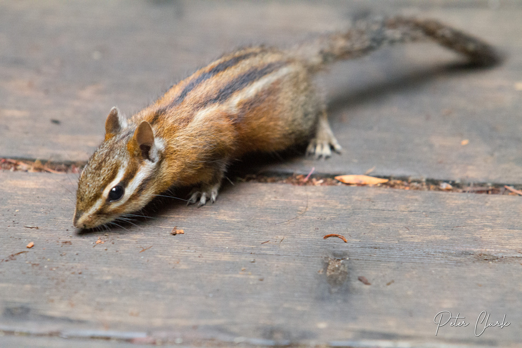 Sonoma Chipmunk from Marin County, CA, USA on August 7, 2013 at 04:46 ...
