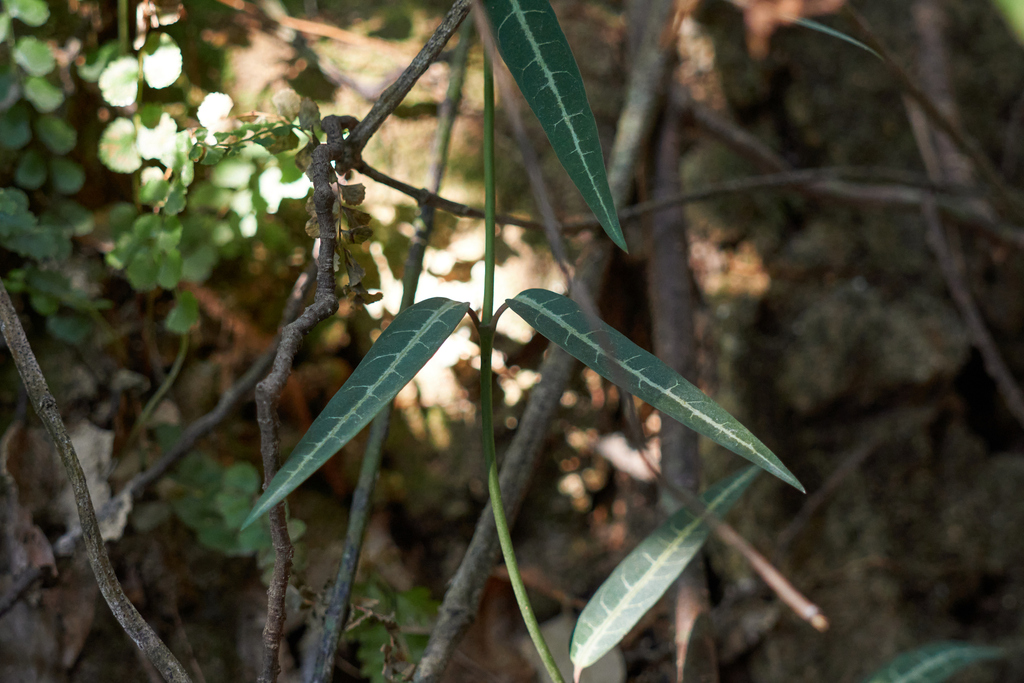 Gardneria multiflora in January 2024 by tkp123 · iNaturalist