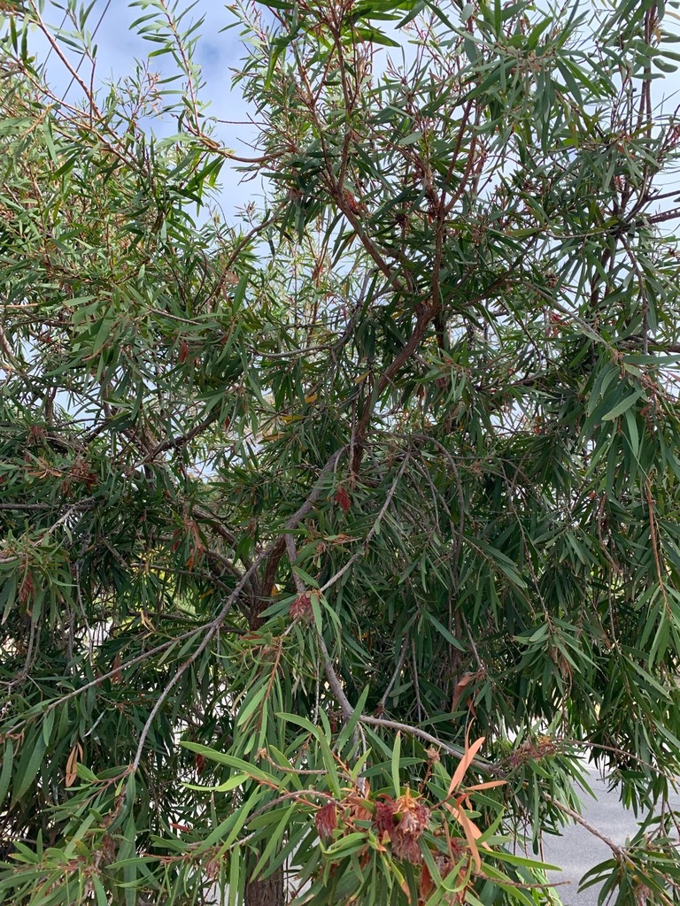 Pine Paperbark from Tea Tree Gully - South, AU-SA, AU on April 10, 2019 ...