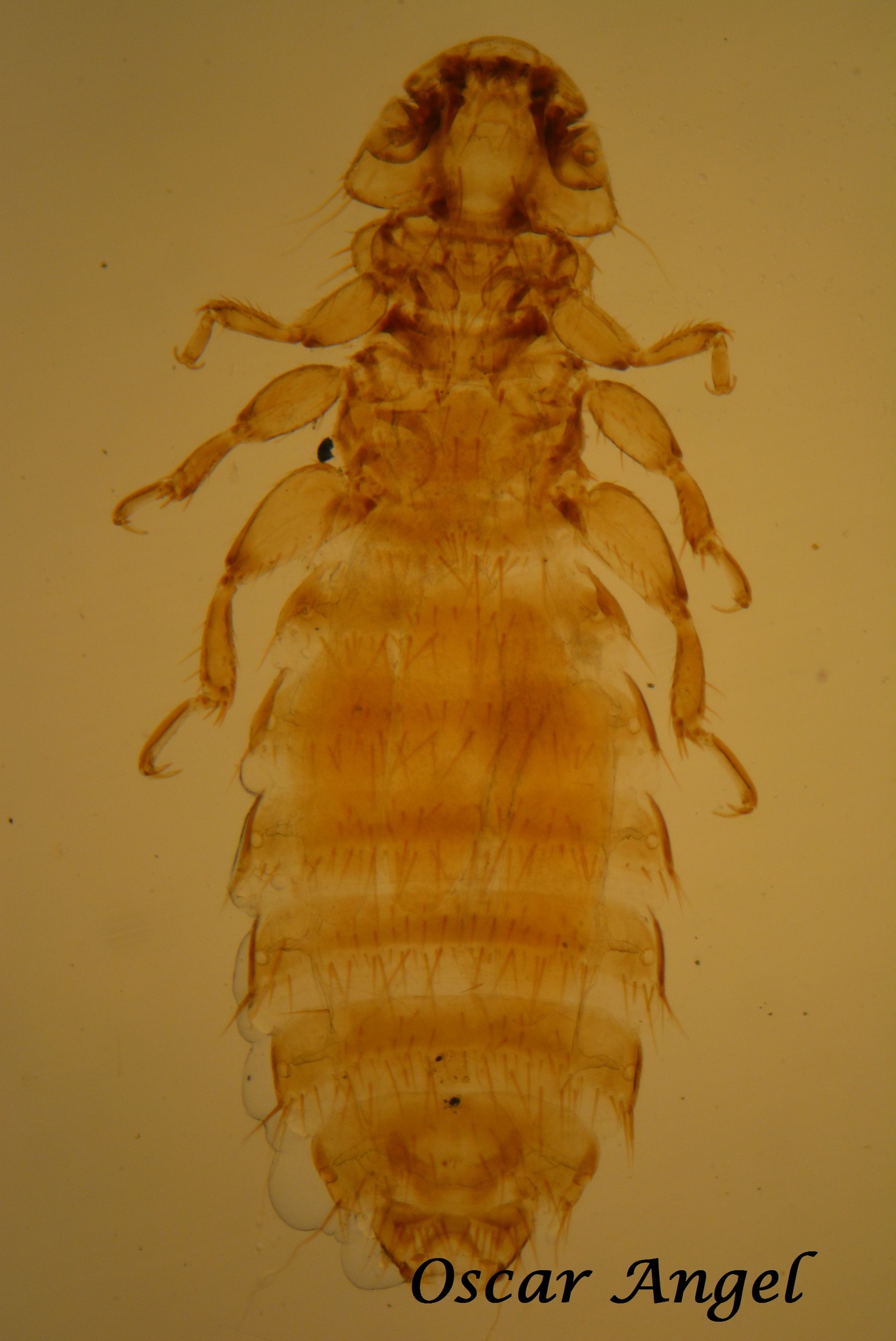 Heterodoxus spiniger (Enderlein, 1909)