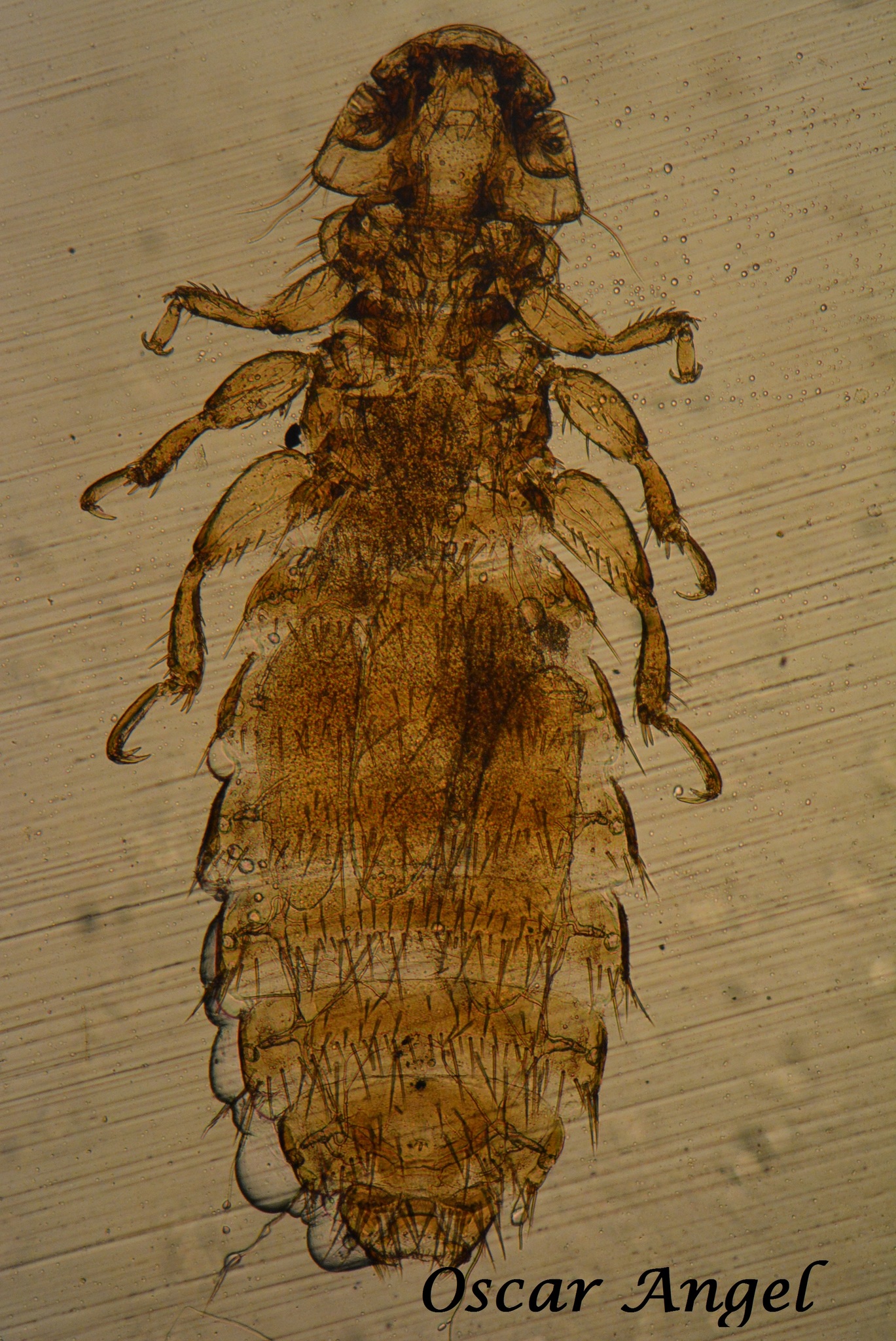 Heterodoxus spiniger (Enderlein, 1909)