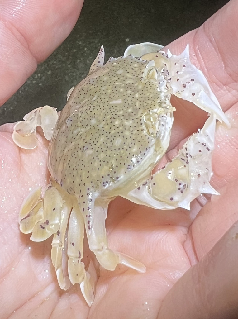 Common Moon Crab from Macauleys Headland Walking Tk, Coffs Harbour, NSW ...