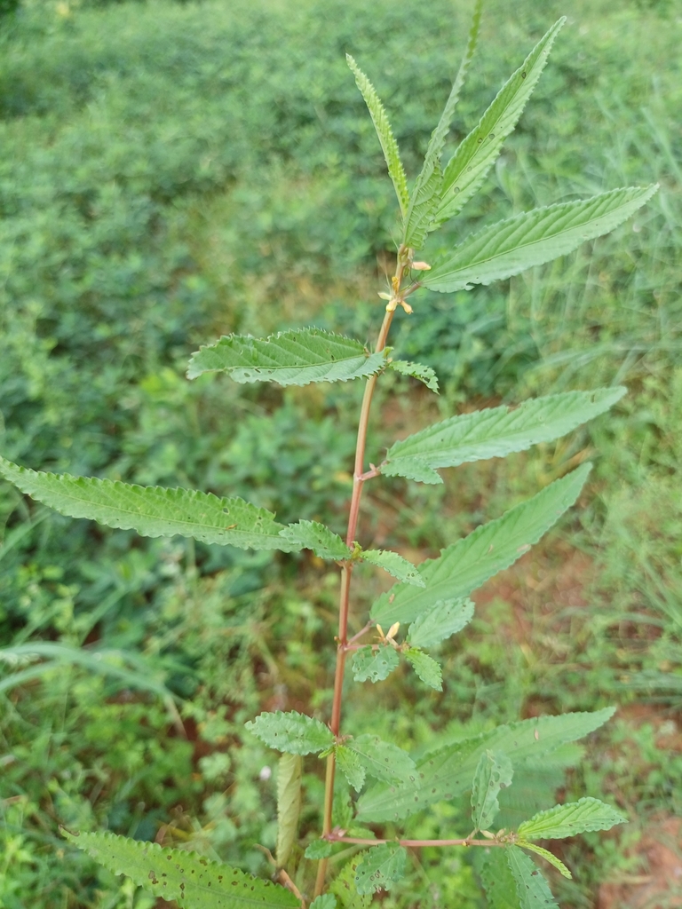 Wild Jute in January 2024 by Hopeland · iNaturalist