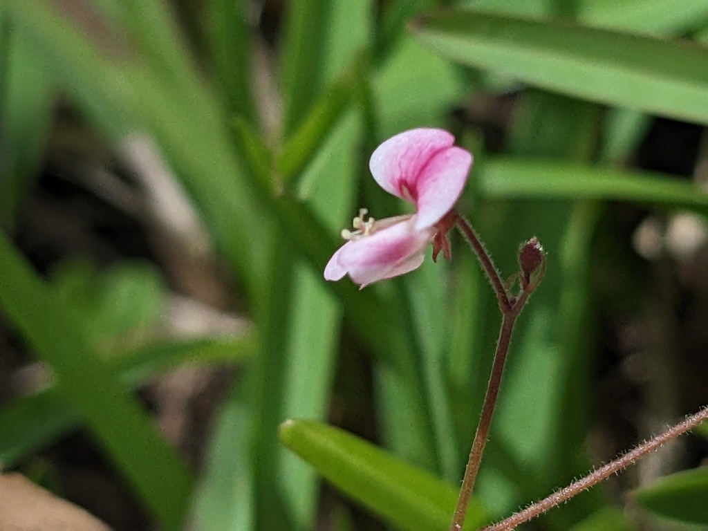 Pullenia gunnii from Valla NSW 2448, Australia on January 7, 2024 at 02 ...