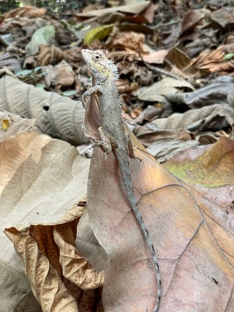 Vietnamese Blue Crested Lizard from Vung Tau on January 7, 2024 at 10: ...